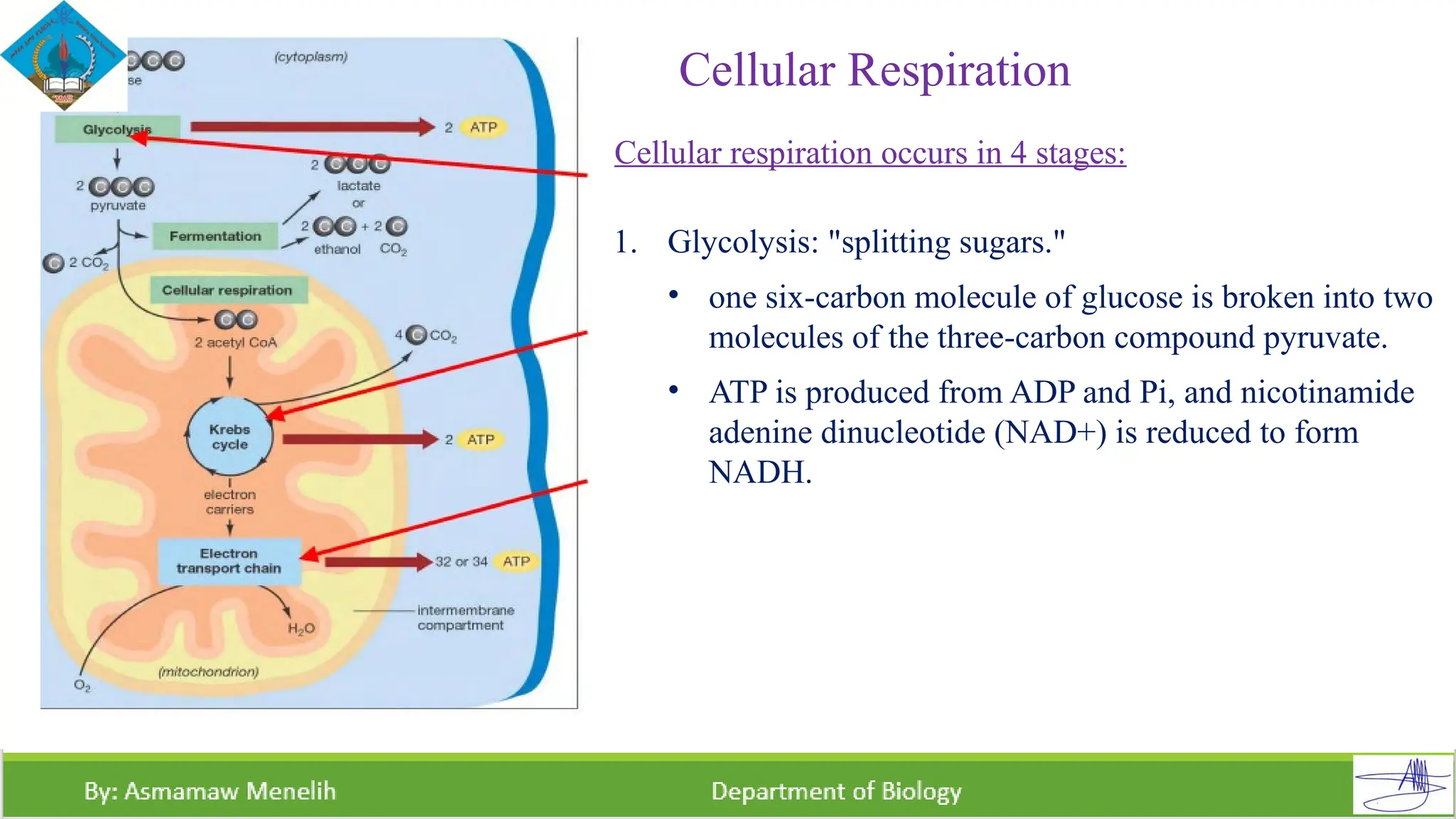 comparison of aerobiac and anaerobic respiration ppt.pptx