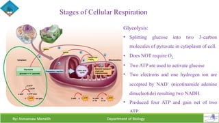 comparison of aerobiac and anaerobic respiration ppt.pptx