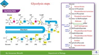 comparison of aerobiac and anaerobic respiration ppt.pptx