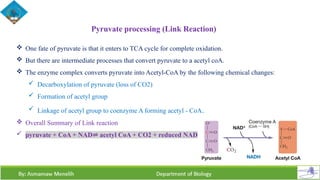 comparison of aerobiac and anaerobic respiration ppt.pptx