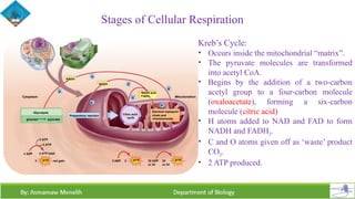 comparison of aerobiac and anaerobic respiration ppt.pptx