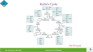 comparison of aerobiac and anaerobic respiration ppt.pptx