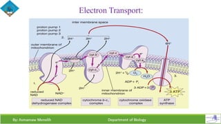comparison of aerobiac and anaerobic respiration ppt.pptx