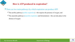 comparison of aerobiac and anaerobic respiration ppt.pptx