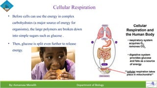 comparison of aerobiac and anaerobic respiration ppt.pptx