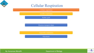 comparison of aerobiac and anaerobic respiration ppt.pptx
