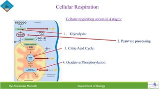 comparison of aerobiac and anaerobic respiration ppt.pptx