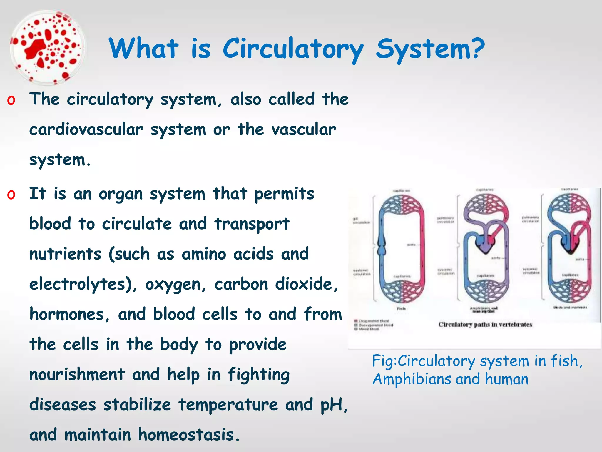 Comparison among fish, amphibian and human circulatory system.pptx