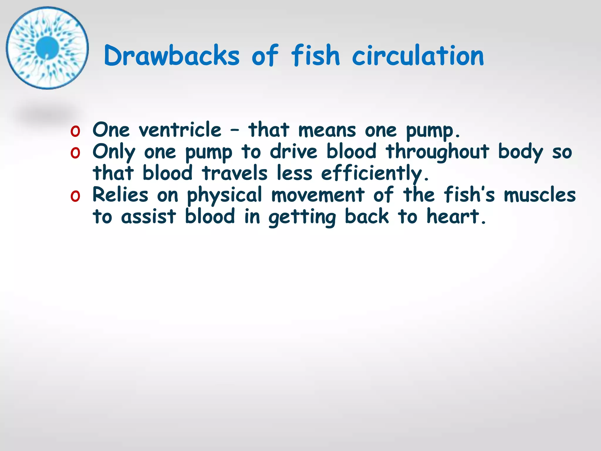 Comparison among fish, amphibian and human circulatory system.pptx