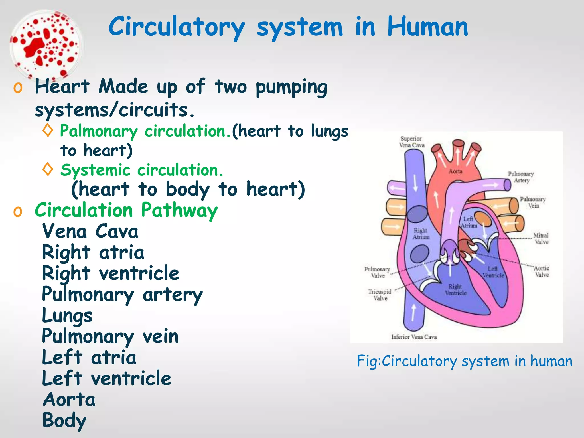 Comparison among fish, amphibian and human circulatory system.pptx