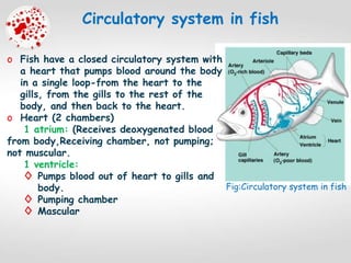 Comparison among fish, amphibian and human circulatory system.pptx