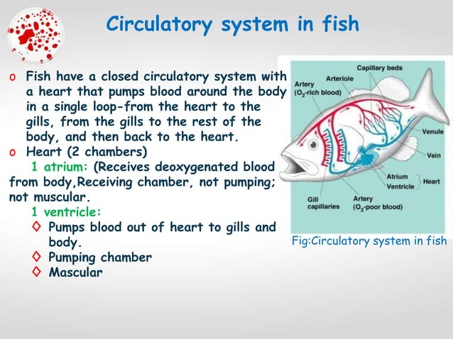 Comparison among fish, amphibian and human circulatory system.pptx