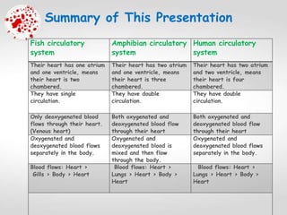 Comparison among fish, amphibian and human circulatory system.pptx