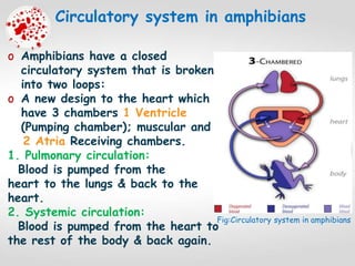 Comparison among fish, amphibian and human circulatory system.pptx