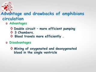 Amphibian Circulatory System