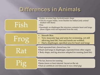 Comparison of fish, frog, rat, and pig dissections | PPTX