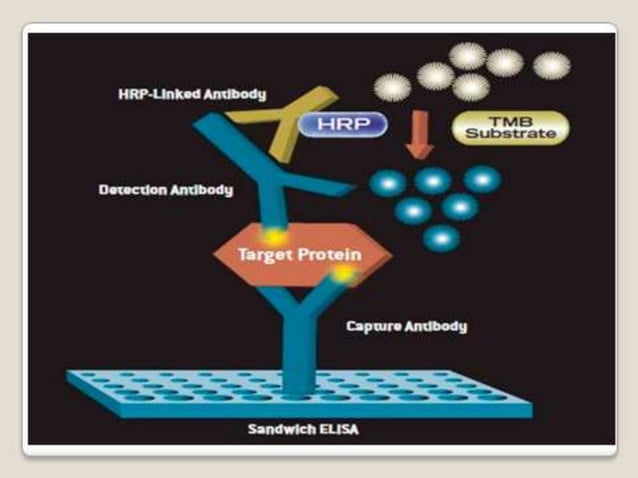 Comparison of hormonal assay by ELISA , ELFA and ECL | PPTX | Endocrine ...
