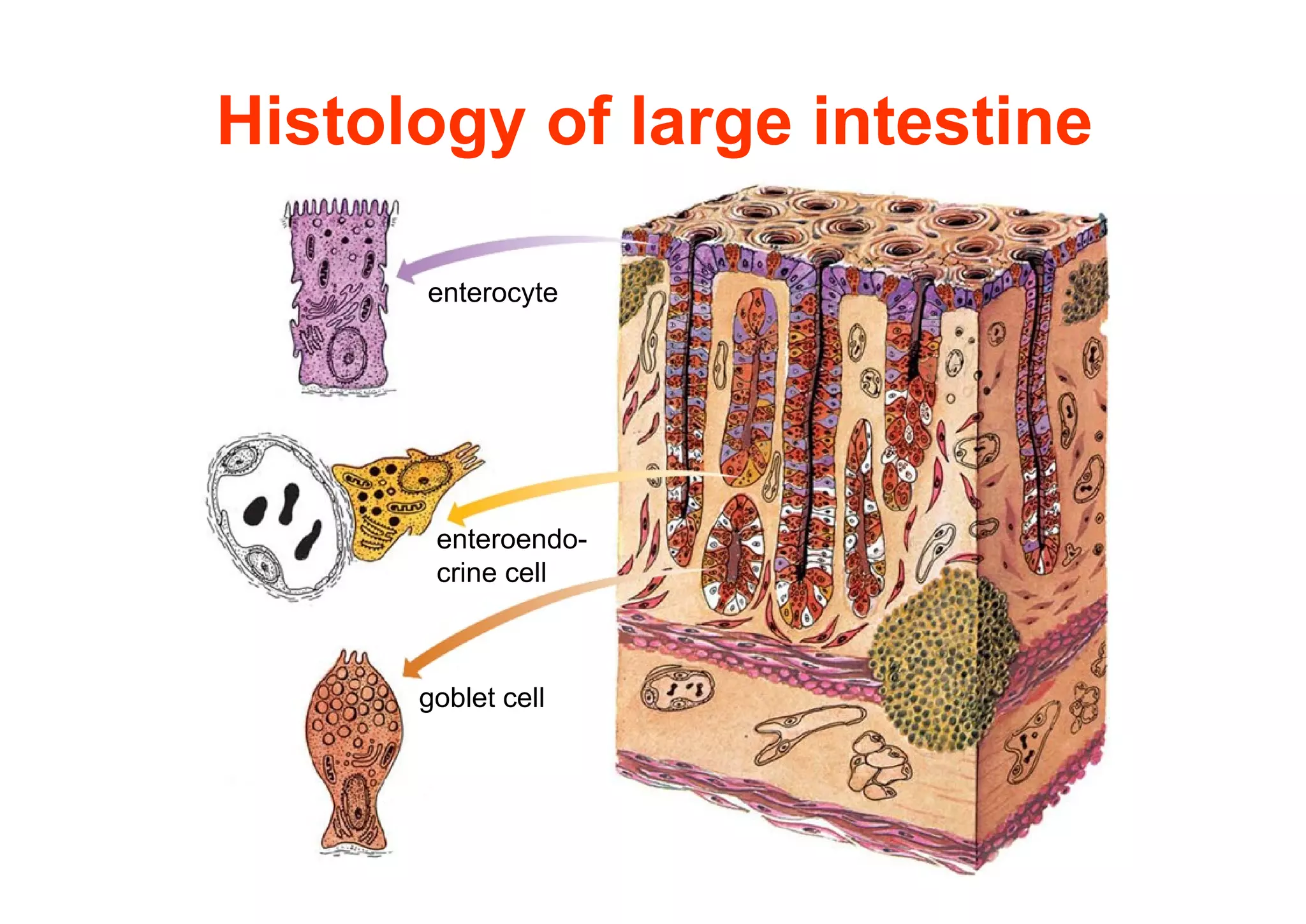 Comparison of mucosae of stomach,small and large intestines | PDF