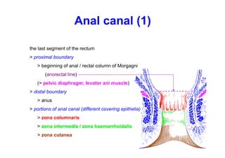 Comparison of mucosae of stomach,small and large intestines | PDF