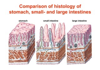 Comparison of mucosae of stomach,small and large intestines | PDF