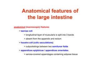 Comparison of mucosae of stomach,small and large intestines | PDF