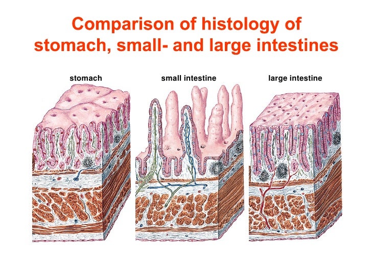 Comparison of mucosae of stomach,small and large intestines