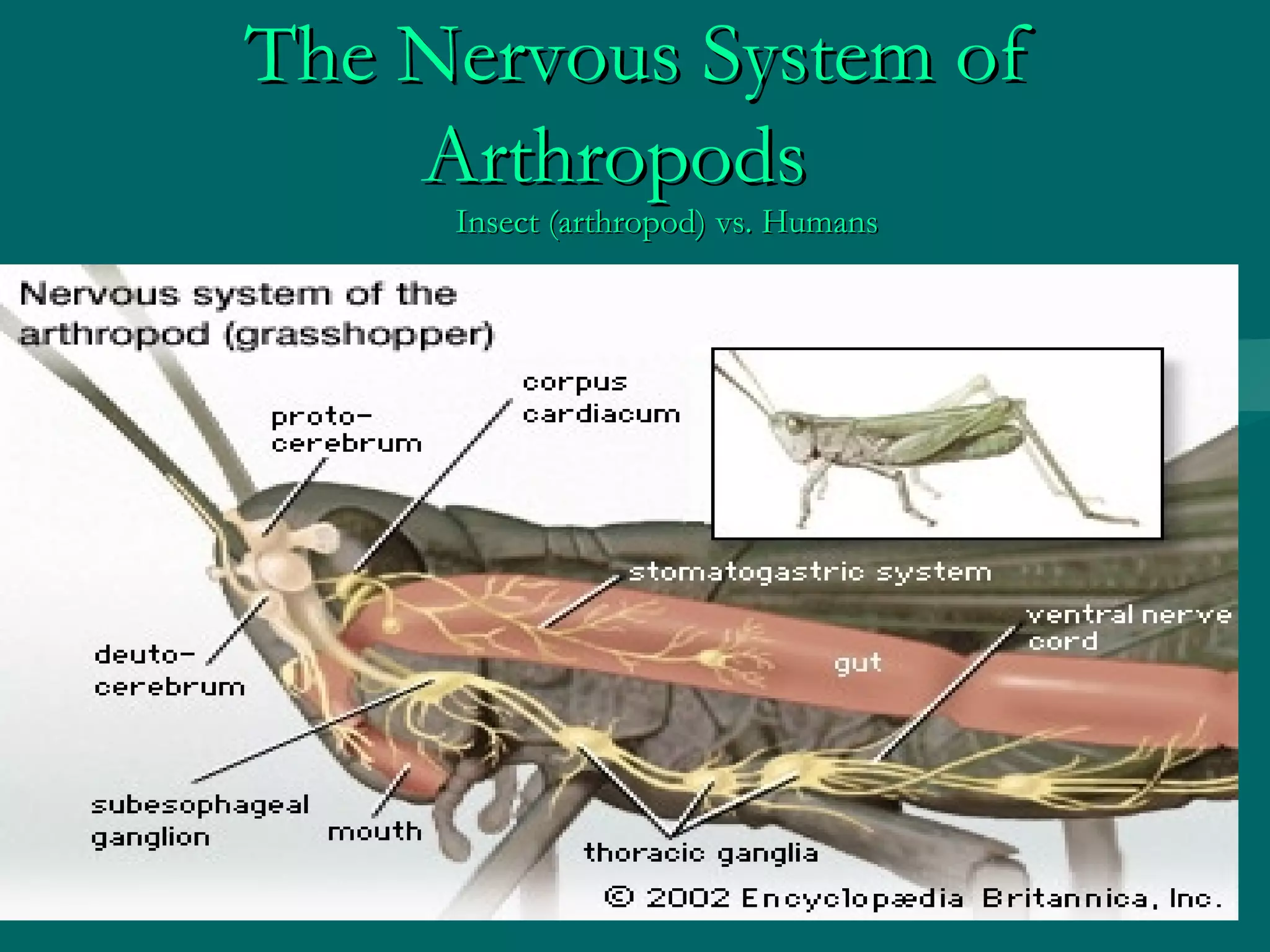 Comparison+Of+The+ Nervous+ System | PPT