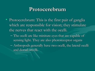 Comparison+Of+The+Nervous+System | PPT
