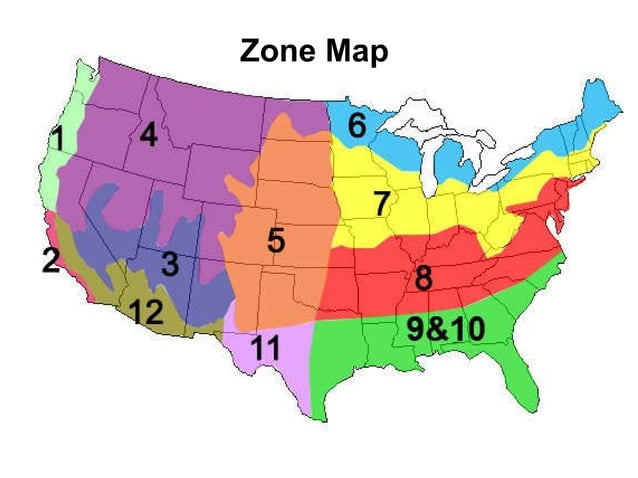 Comparison of warm season turfgrasses | PPT