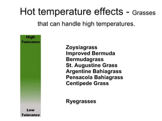 Comparison of warm season turfgrasses | PPT