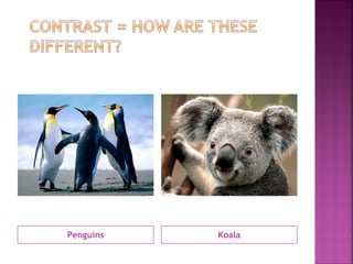 Comparison or contrast essay notes | ODP