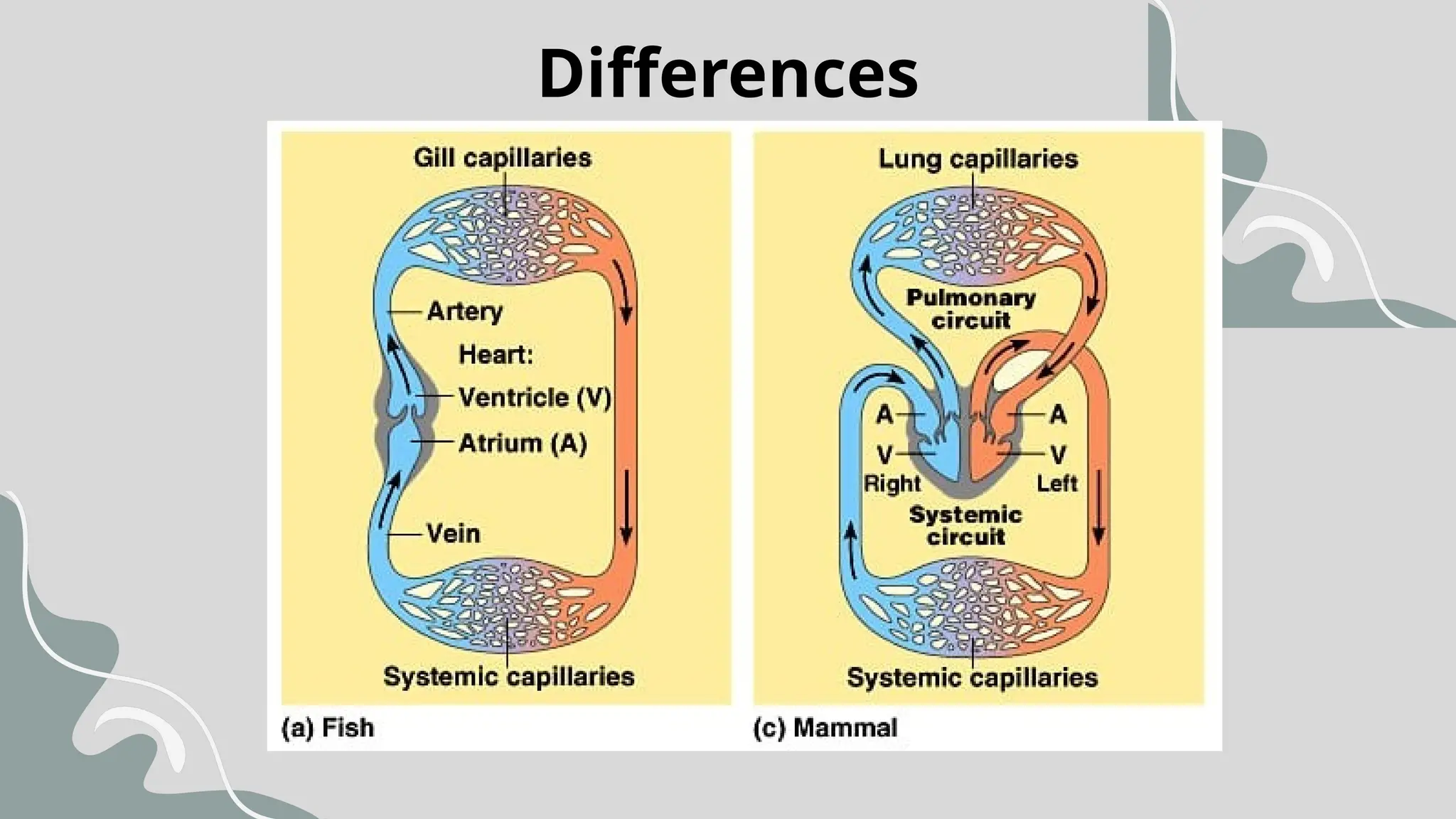 Comparitive Anatomy[1] Fiedjeeeenal.pptx