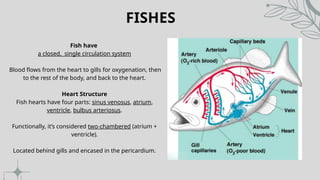 Comparitive Anatomy[1] Fiedjeeeenal.pptx