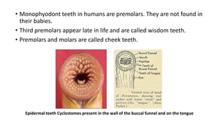 COMPARITIVE ANATOMY OF DIGESTIVE SYSTEM IN VERTEBRATES.pdf