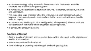 COMPARITIVE ANATOMY OF DIGESTIVE SYSTEM IN VERTEBRATES.pdf