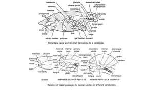 COMPARITIVE ANATOMY OF DIGESTIVE SYSTEM IN VERTEBRATES.pdf