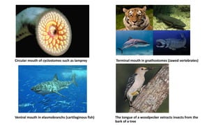 COMPARITIVE ANATOMY OF DIGESTIVE SYSTEM IN VERTEBRATES.pdf
