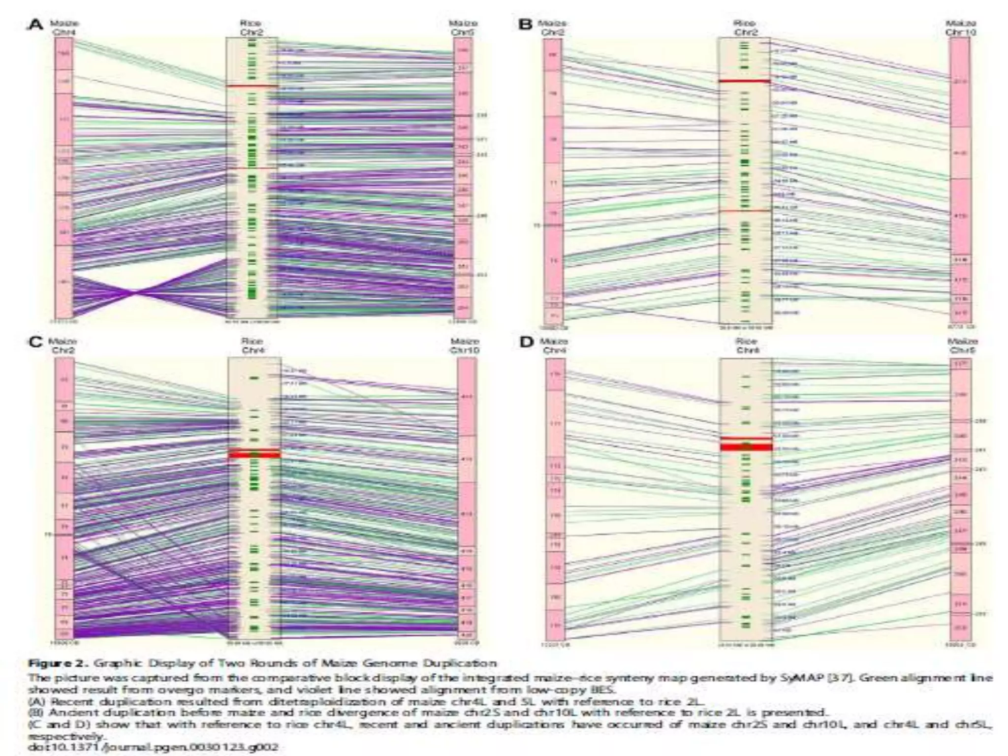 Comparitive genome mapping and model systems | PPTX | Genetics | Science