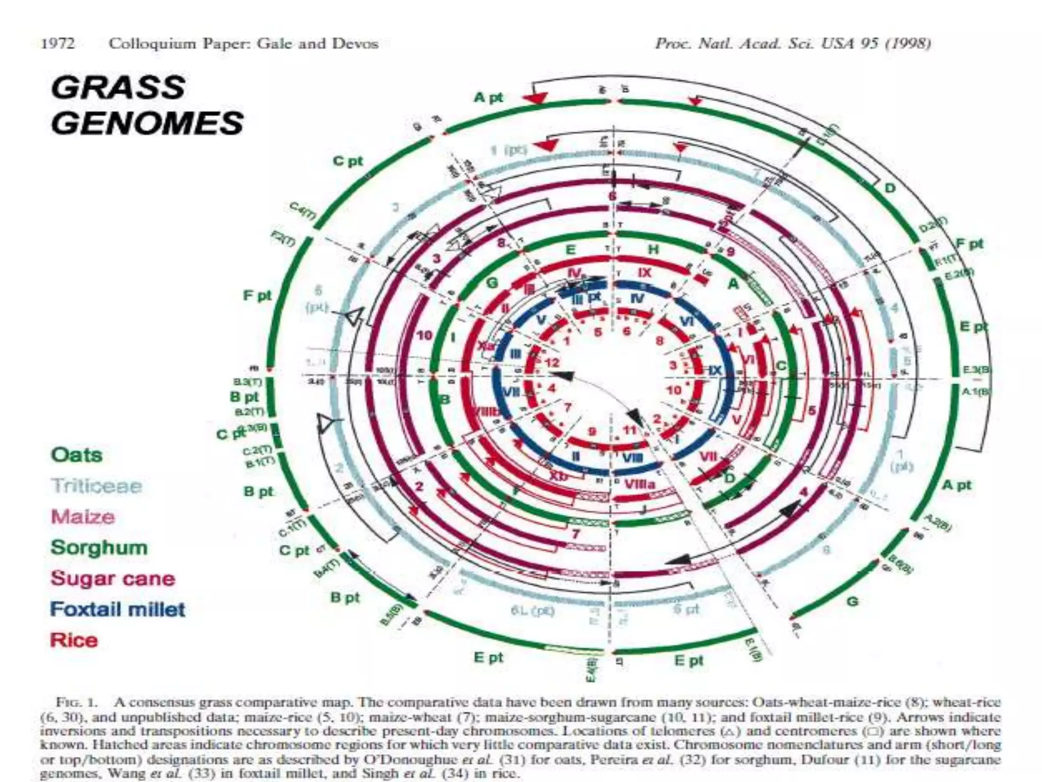 Comparitive genome mapping and model systems | PPTX | Genetics | Science