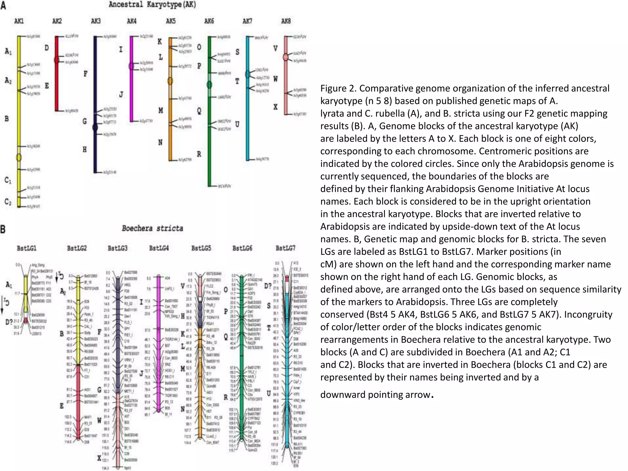 Comparitive genome mapping and model systems | PPTX