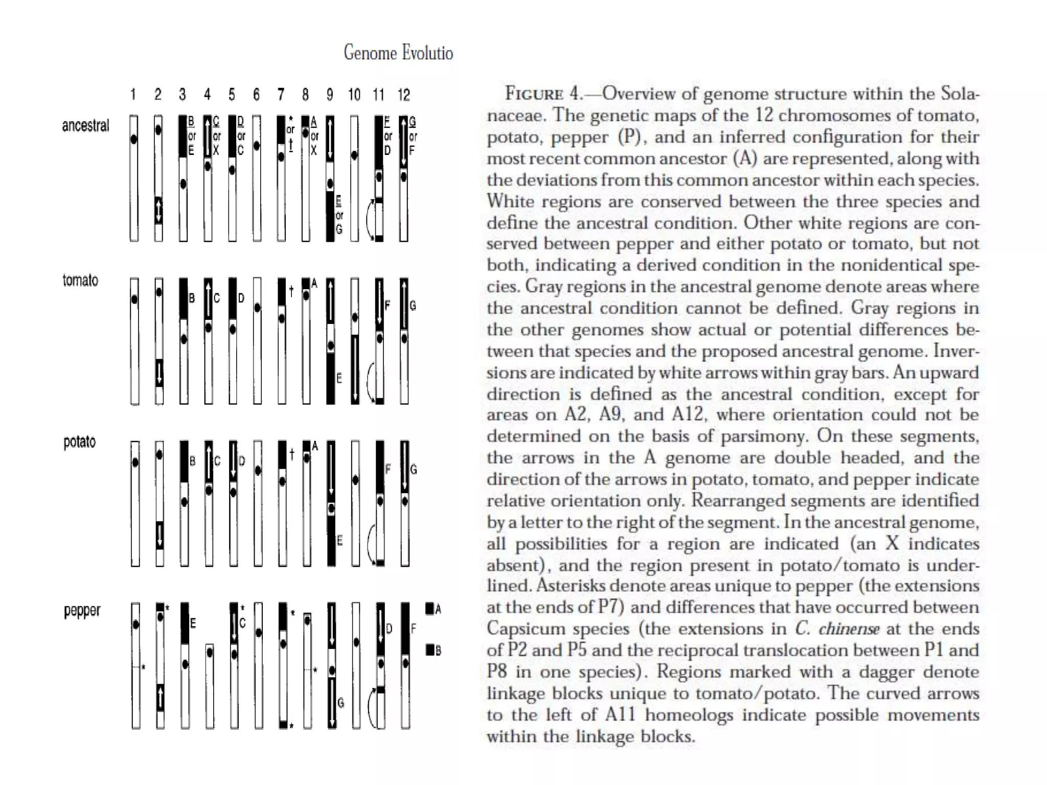 Comparitive genome mapping and model systems | PPTX