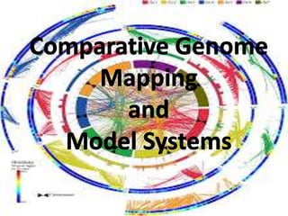 Comparitive genome mapping and model systems | PPTX