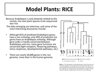 Comparitive genome mapping and model systems | PPTX