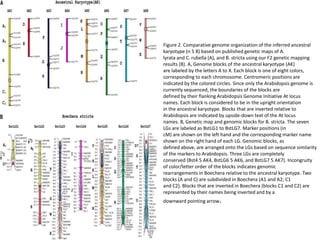 Comparitive genome mapping and model systems | PPTX | Genetics | Science