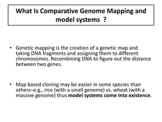 Comparitive genome mapping and model systems | PPTX