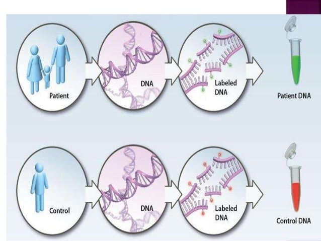 Comparitive genomic hybridisation Comparitive genomic hybridisation