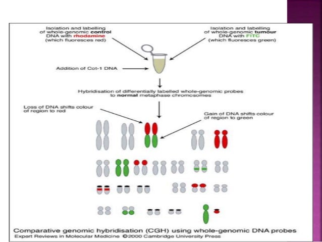 Comparitive genomic hybridisation Comparitive genomic hybridisation