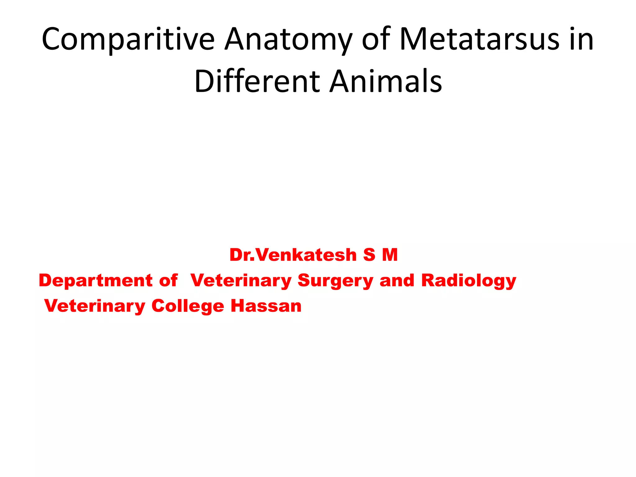 Comparitive Anatomy of Metatarsal bones in different animals.pptx