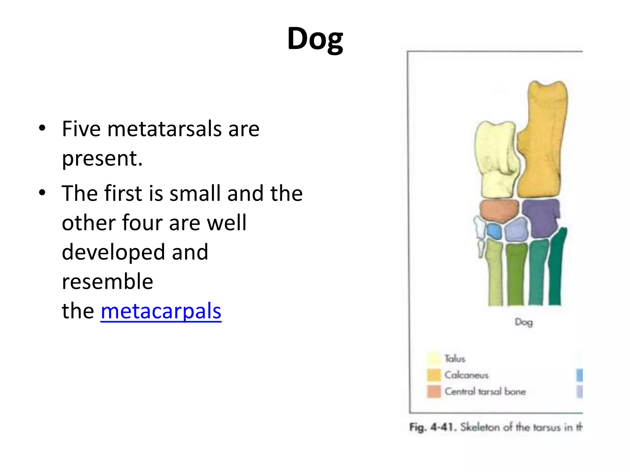 Comparitive Anatomy of Metatarsal bones in different animals.pptx