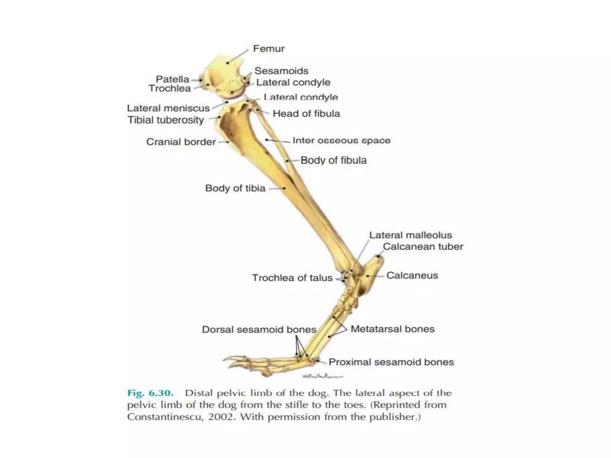 Comparitive Anatomy of Metatarsal bones in different animals.pptx